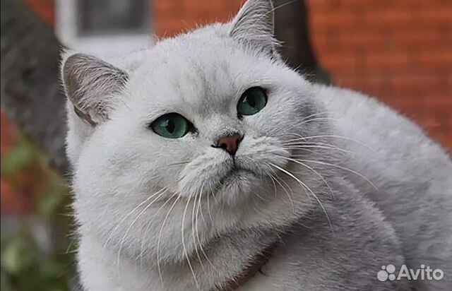 Вязка/ резерв котят