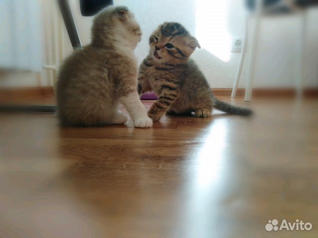 Вислоухие котята