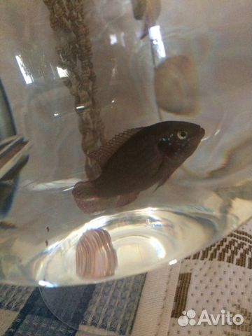 Рыба взрослый хромис-красавец