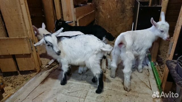 Альпийские козлики, 1 месяц