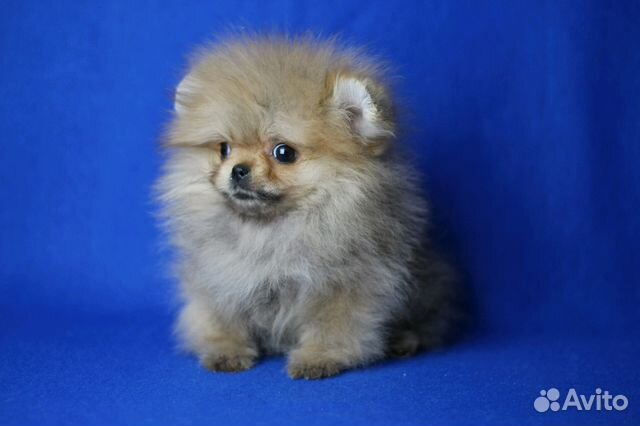 Микро малыш