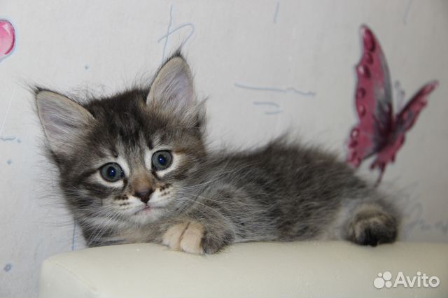 Котенок 1,5 мес