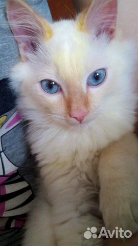 Голубоглазый блондин ждёт твоей любви