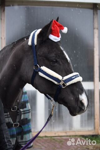 Детская лошадь на продажу