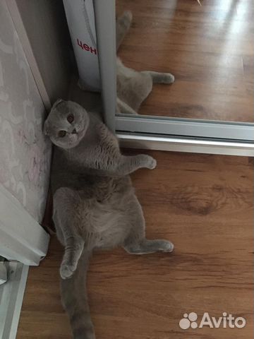 Вязка под котёнка