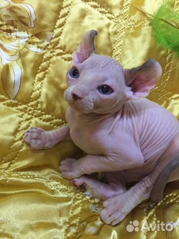 Эльф канадский сфинкс