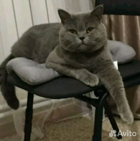 Кот британский вязка
