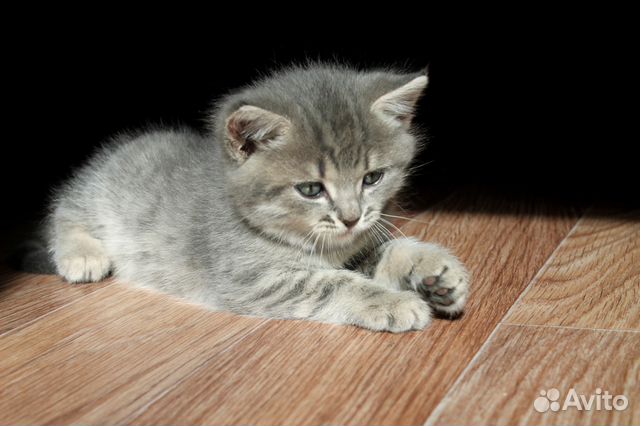 Плюшевая полубританочка