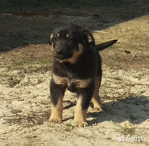 Щенки помесь овчарки со стафом