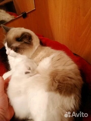 Рэгдолл биколорчики и черепашата