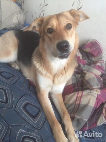 Отдам в хорошие руки собакена