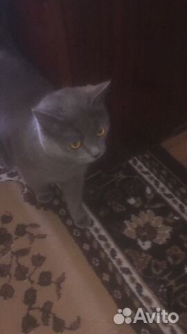 Продам кошечку