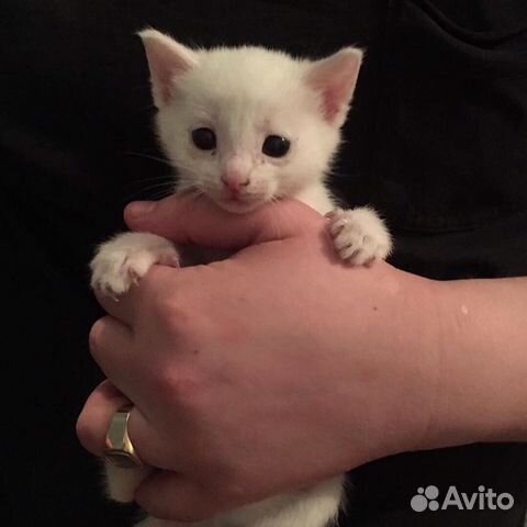 Русская белая