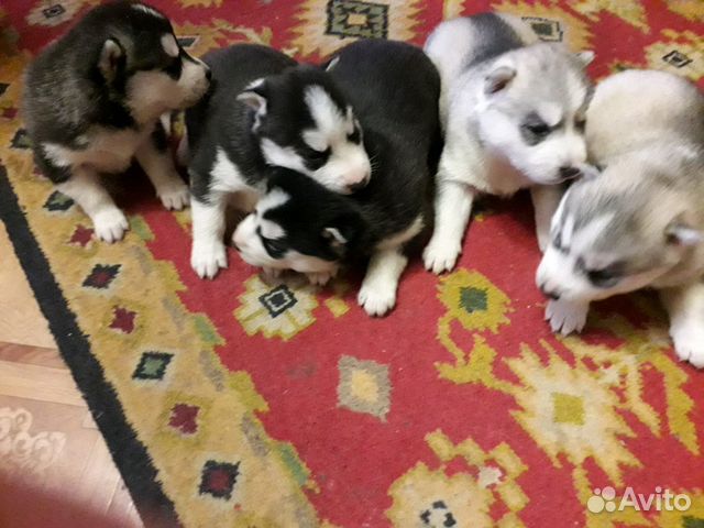 Сибирский хаски