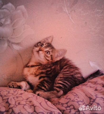 Котята ищут новый любящий дом