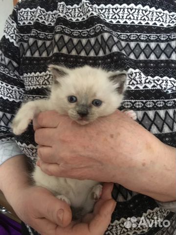Продам сиамскую кошку