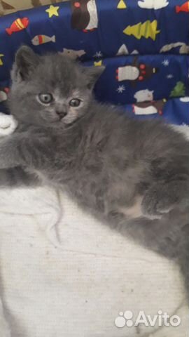 Котенок девочка