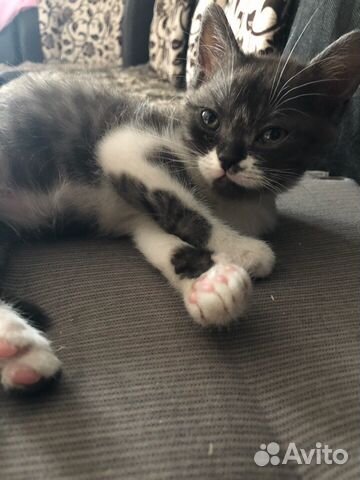 Персидский котёнок ищет семью