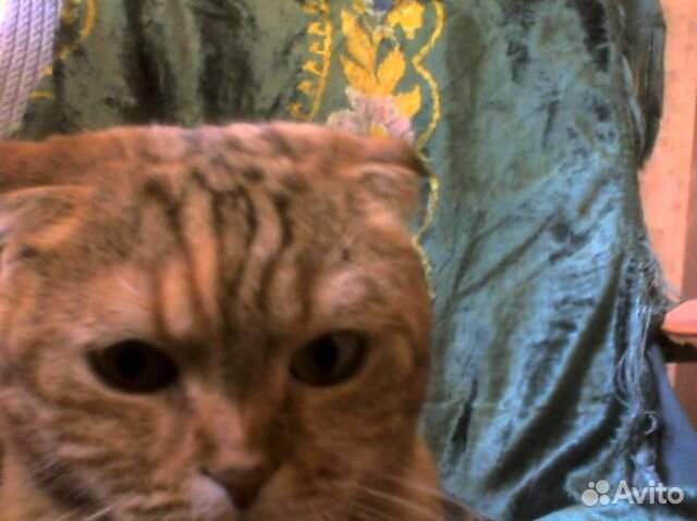 Продаю молодую шотладскую кошку