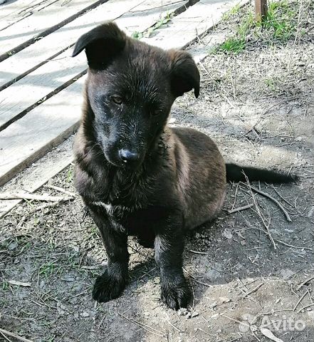 Щенок во двор