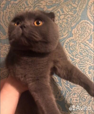 Кот Шотландец