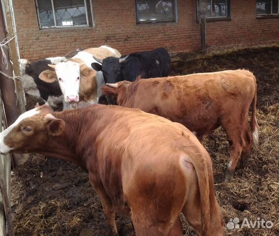 Бычки на докорм (10-12 месяцев)