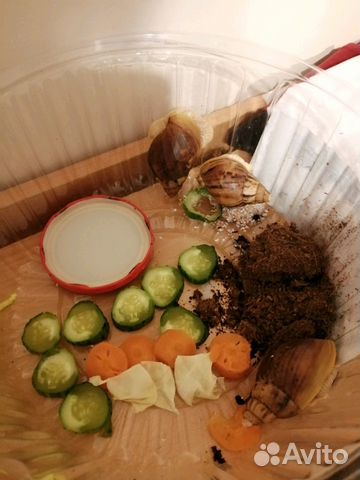 Улитки "Ахатины"