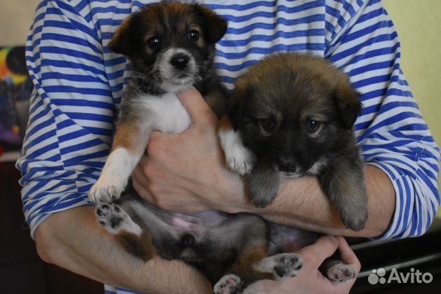 Щенки метисы кавказской овчарки