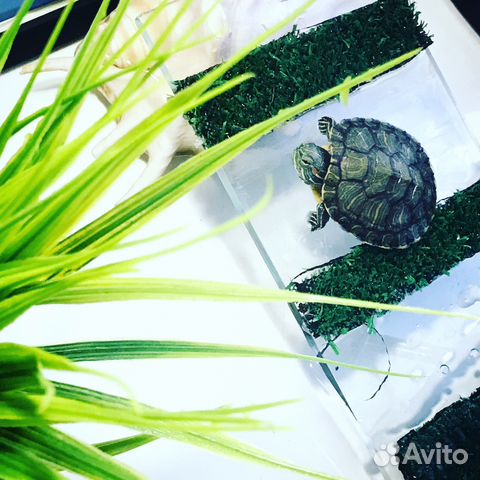 Аквариум с черепашонком