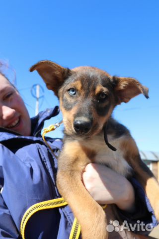 Щенок с разноцветными глазами ищет дом