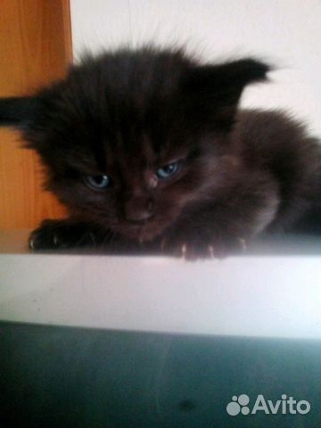 Котята мейн кун