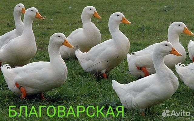 Утки