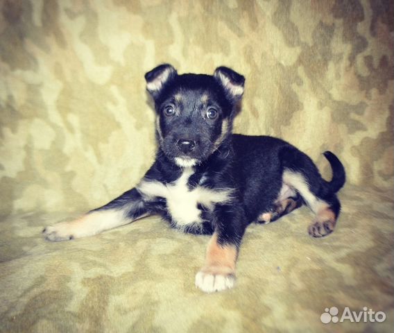 Щенкок 2,5 месяца мальчик