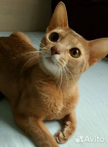 Абиссиночка редкого окраса фавн