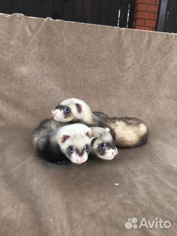 Хоречки ) 2 Девочки и 2 мальчика