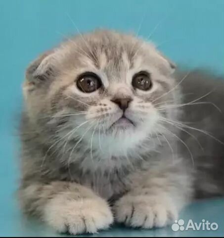 Шотландские котята. Феодосия