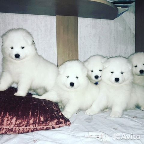 Щенок самоеда