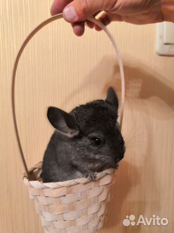 Шиншила мальчик