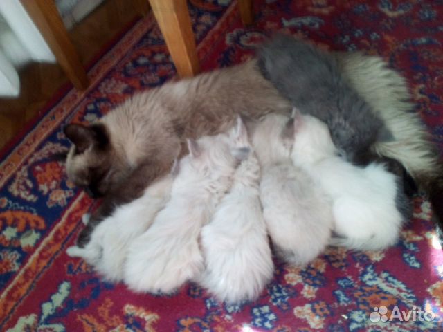 Продам котят