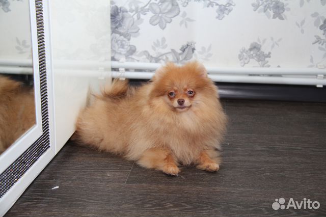 Шпиц 5 мес. девочка (шоко-соболь)