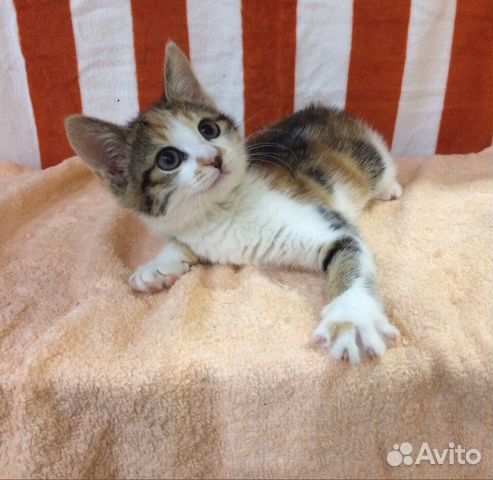 Котёнок, девочка-четырёхцветка