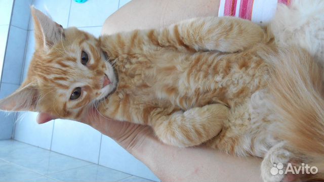 Котенок в добруе руки