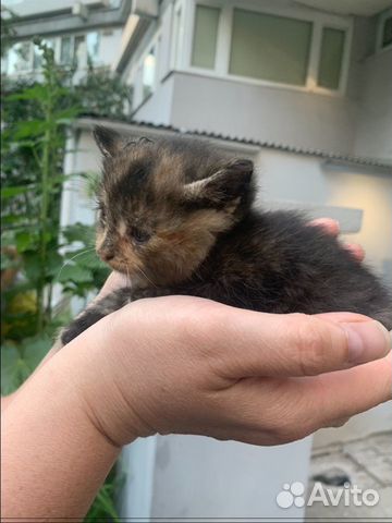 Пристроим хороших котят