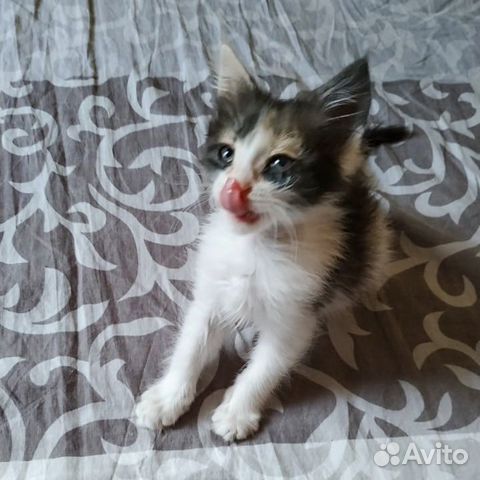 Очаровательный котёночек. Девочка