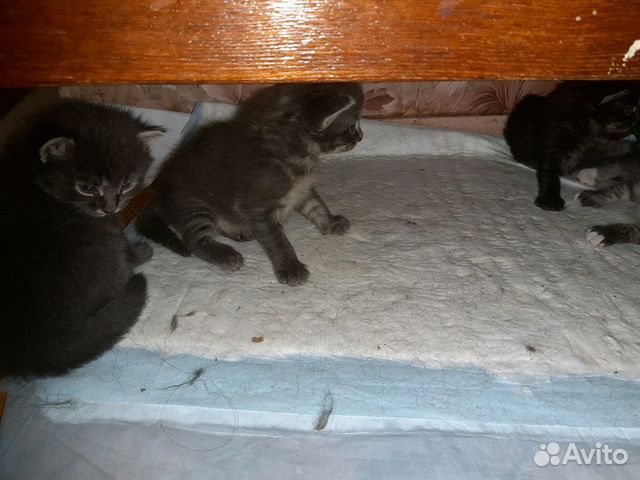 4 маленьких комочка счастья