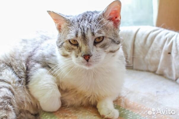 Брутальный мужчина кошачьей породы ищет дом