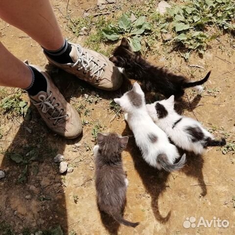 Дворянские котята