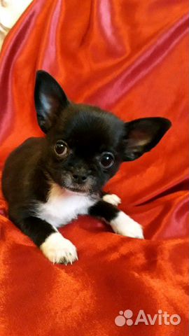 Маленькие шалуны