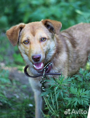 Солнечная Пеппи