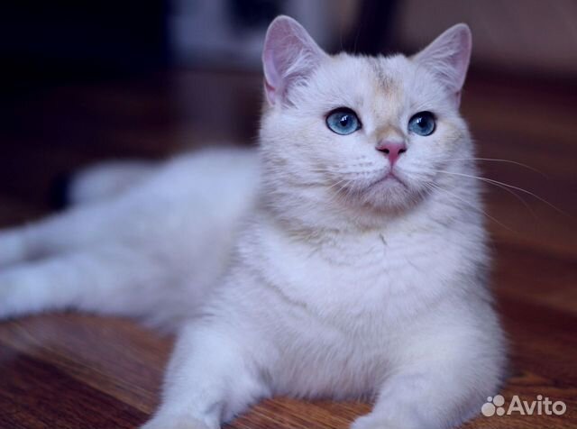 Колор пойнт Бандерас, золото, ny1133